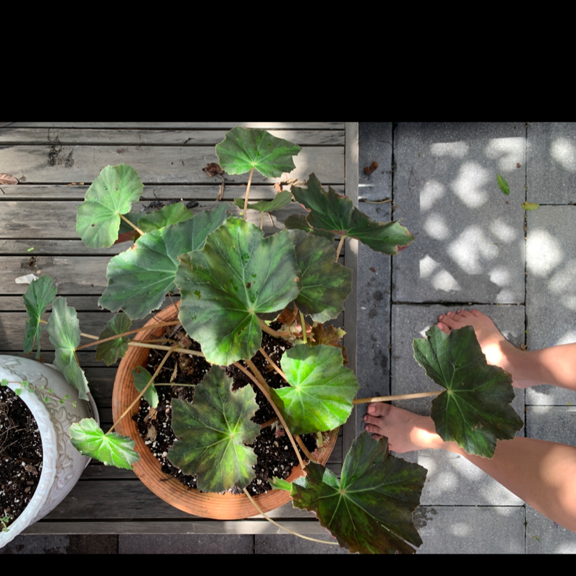 🥀 What Do I Do About tuberous begonia root rot?