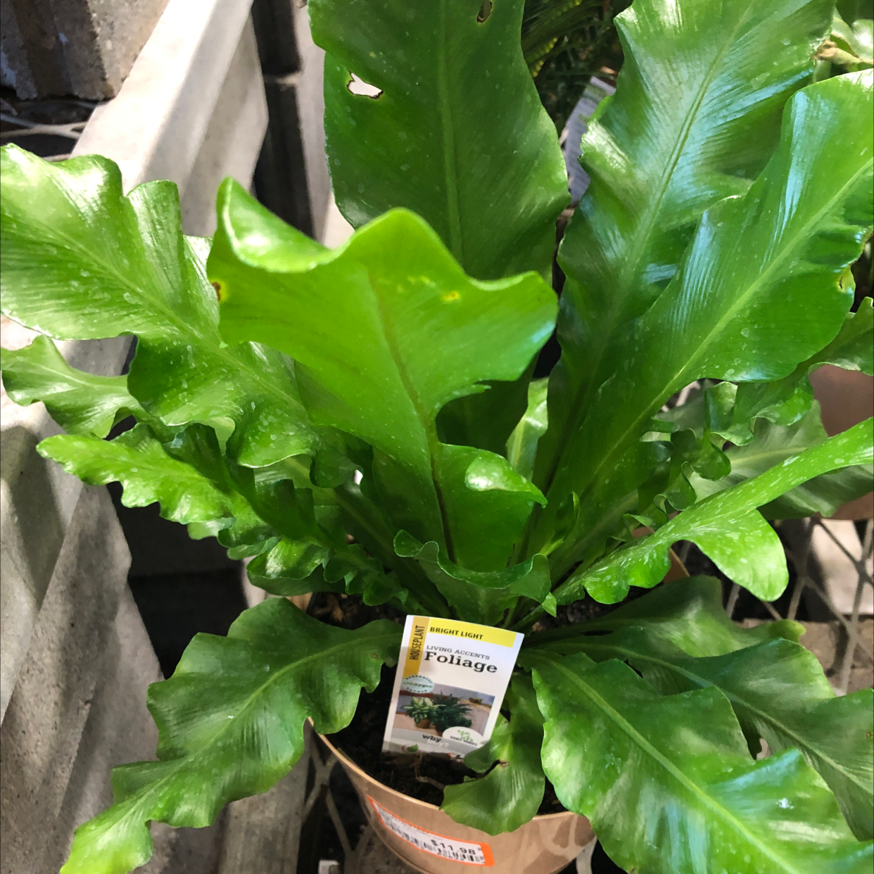 What To Do About Bugs on My Bird's Nest Fern? 🐦
