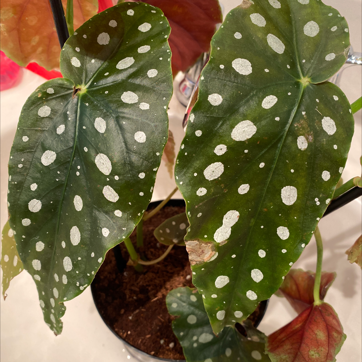 👗 How And When Should I Cut Back My Polka Dot Begonia?