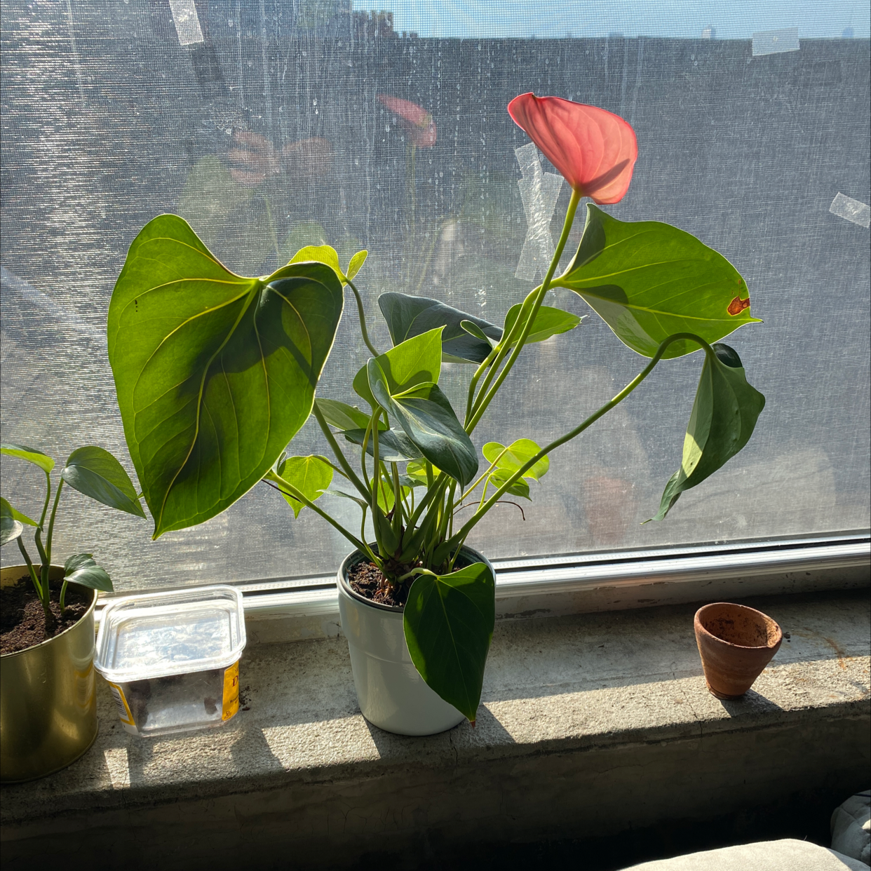 Common Flamingo Flower Problems 🦩