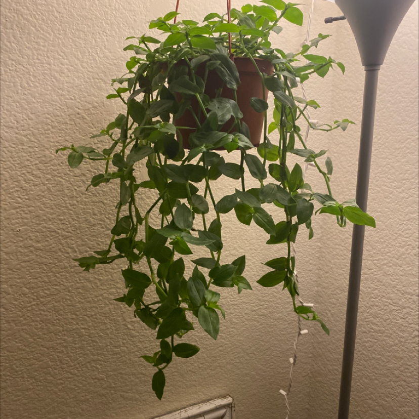 Propagating Creeping Inch Plant: The Ultimate Guide