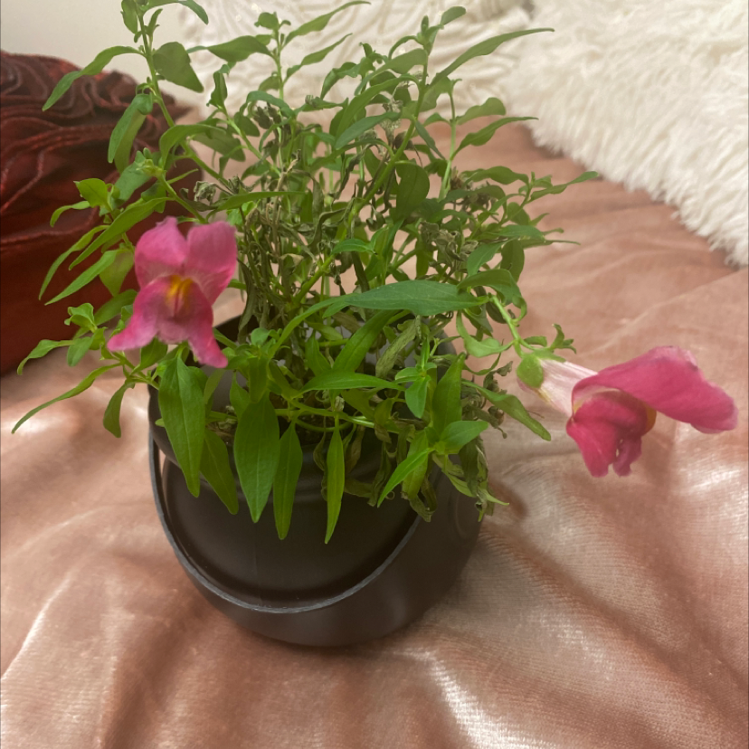 🌱 Propagating My Common Snapdragon: Step-by-Step Guide