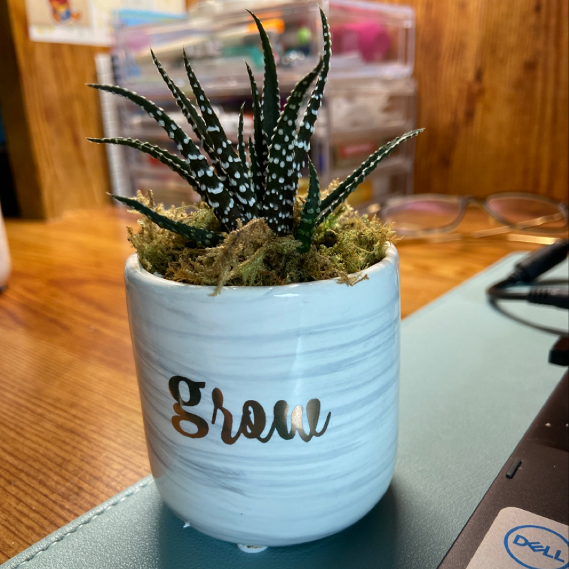 The Complete Baby Dragon Tree Plant Care Guide: Water, Light & Beyond