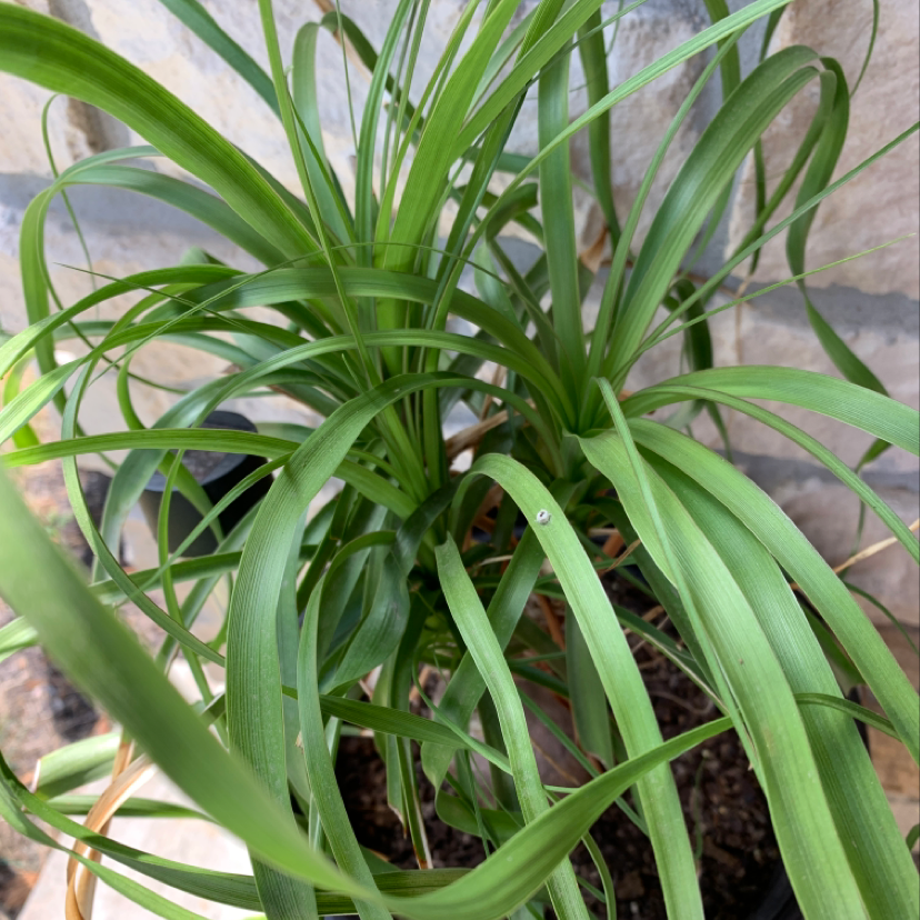 Common Ponytail Palm Problems