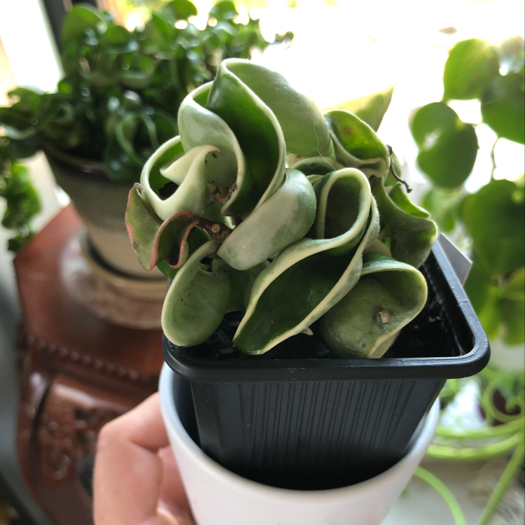 🏥 How Do I Cure Hoya Carnosa 'Compacta' Root Rot?