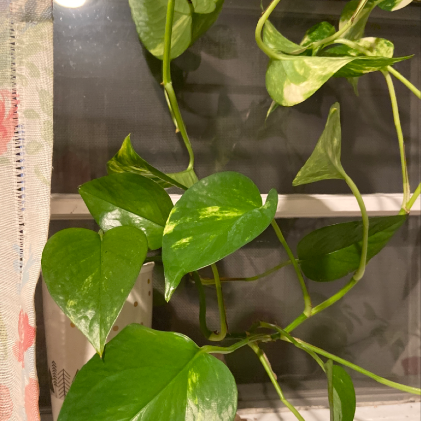 When and Where Should I Trim My Hawaiian Pothos?