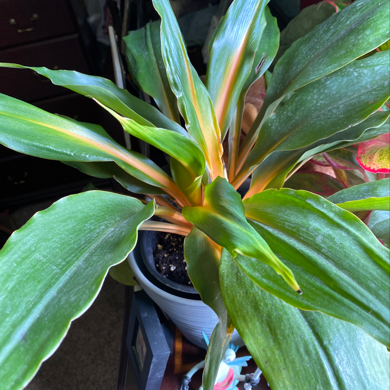 When And Where Should I Trim My Ti Plant?