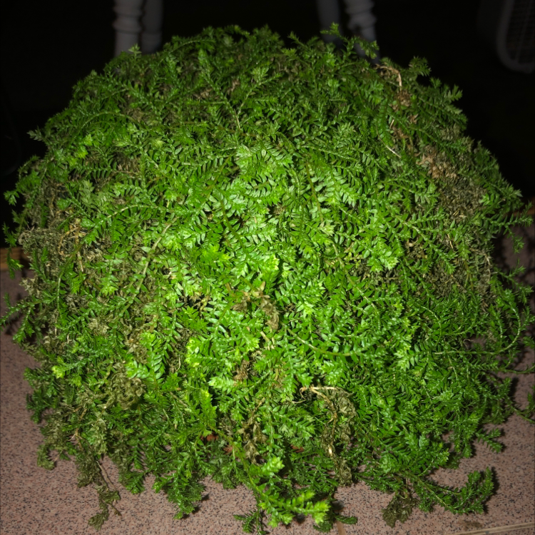 Lesser Water-Parsnip Care 101: Water, Light & Growing Tips