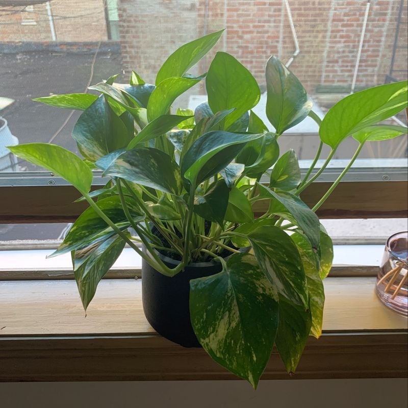 Jade Pothos Fertilizer: How and When to Use It