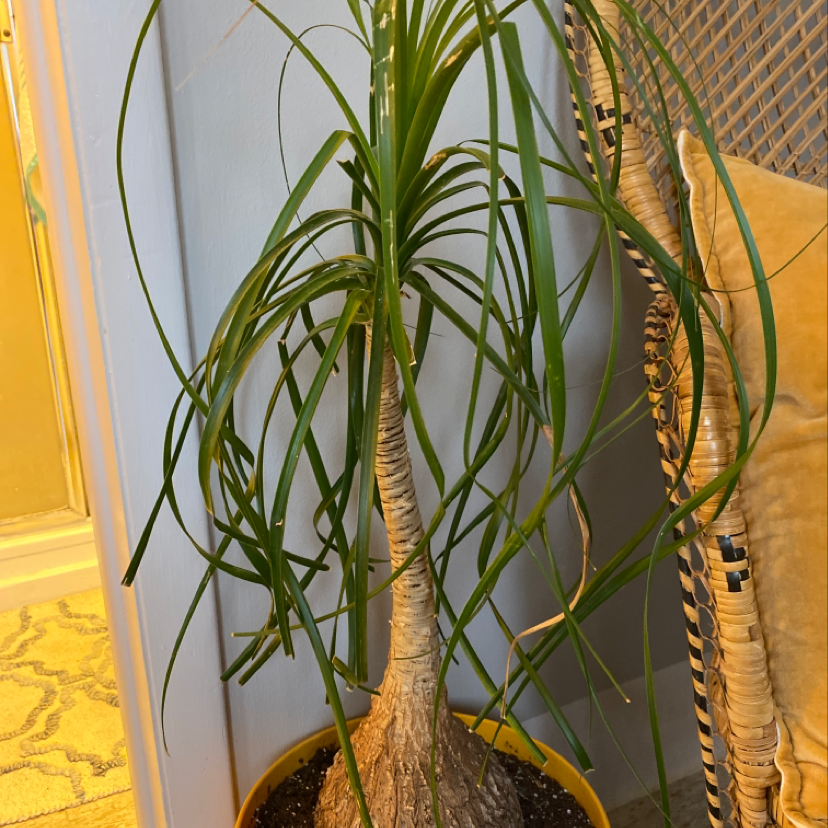 Why Are My Ponytail Palm Leaves Mushy?