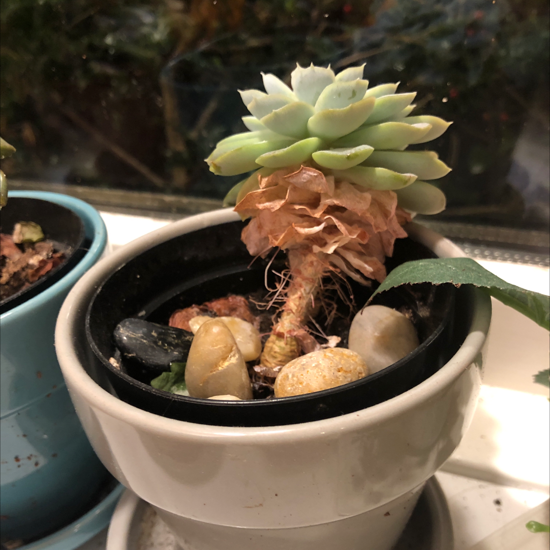 🕵️‍♂️ Why Are There Brown Spots On My Tree Aeonium?