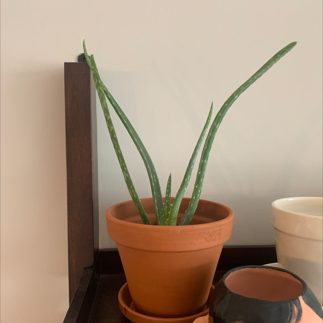 Symbolism and Benefits of the Cylindrical Snake Plant