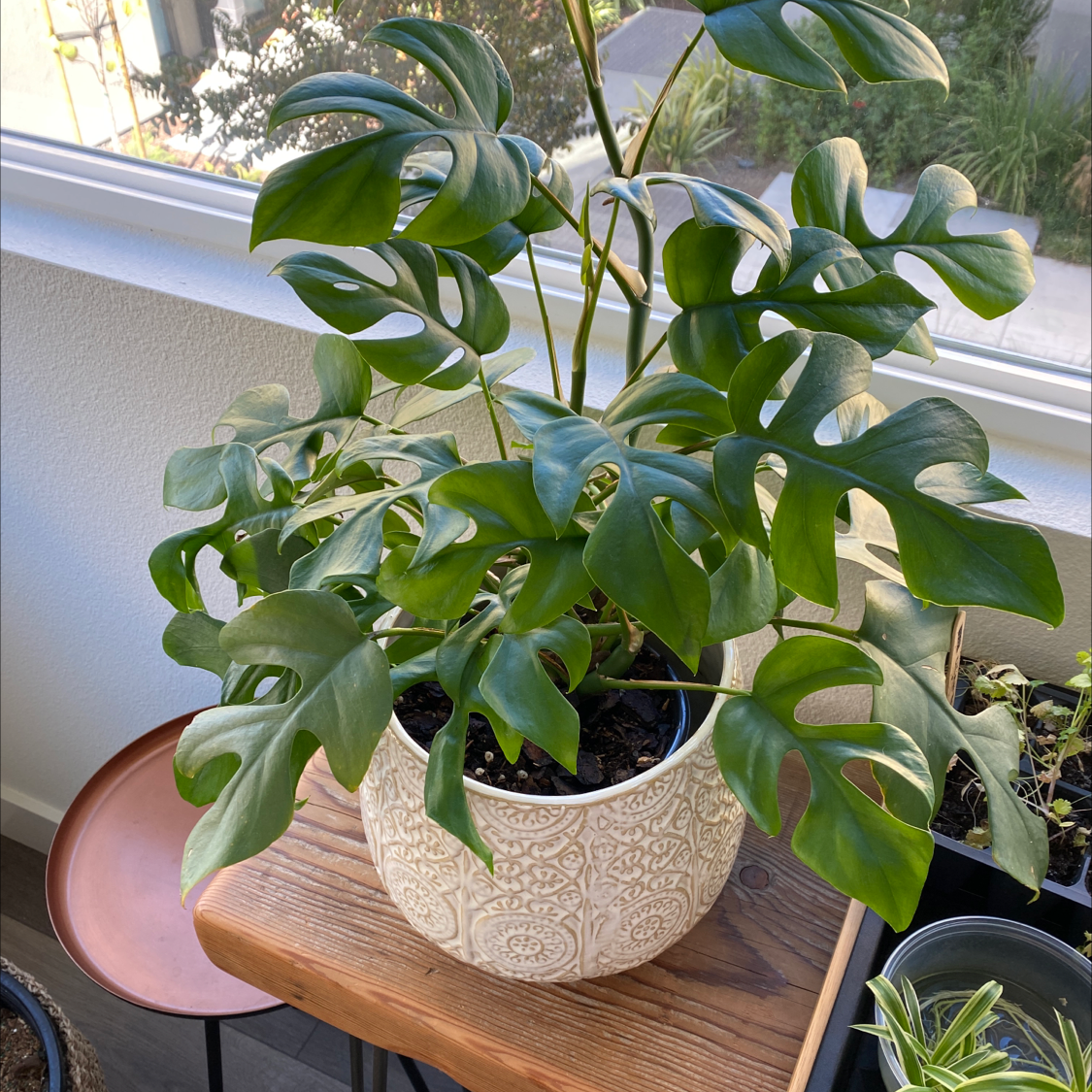 🌞 How Much Sunlight Does My Mini Monstera Need?