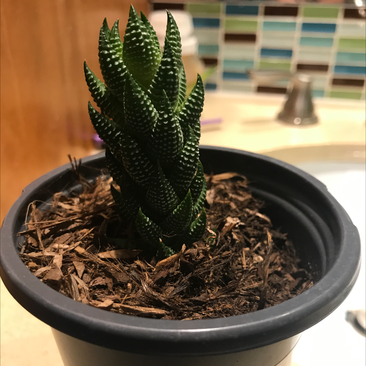 How Can You Tell If A Zebra Plant Is Dying? 🦓