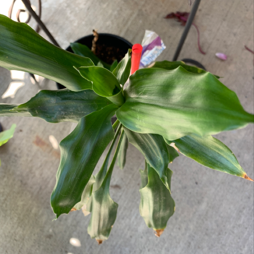 🔥 Why Are My Dragon Tree Leaves Mushy?