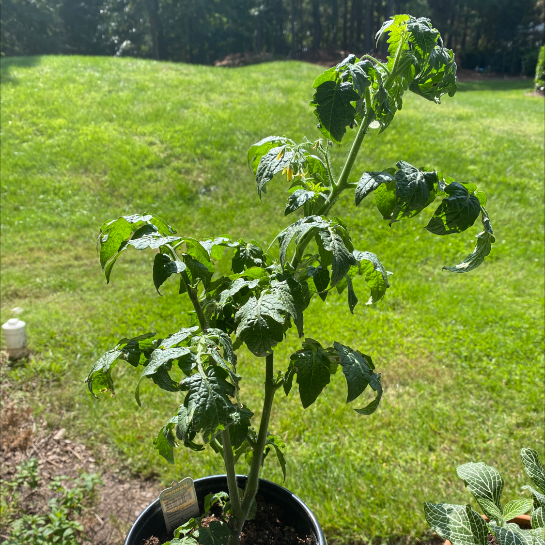 🍅 What Temperature Does My Tomato Plant Need?