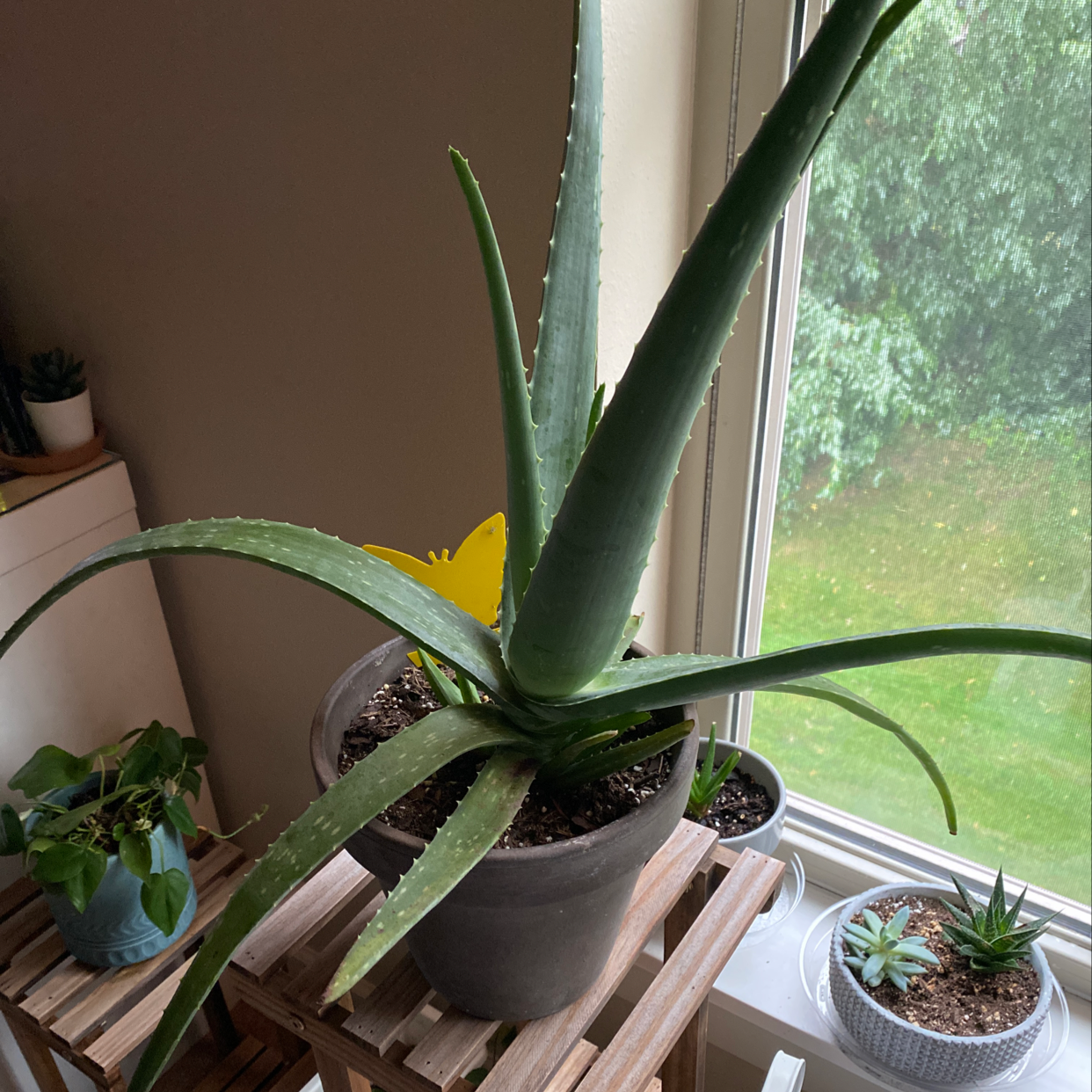 Why Are My Aloe Vera Leaves Falling Over? 🍂