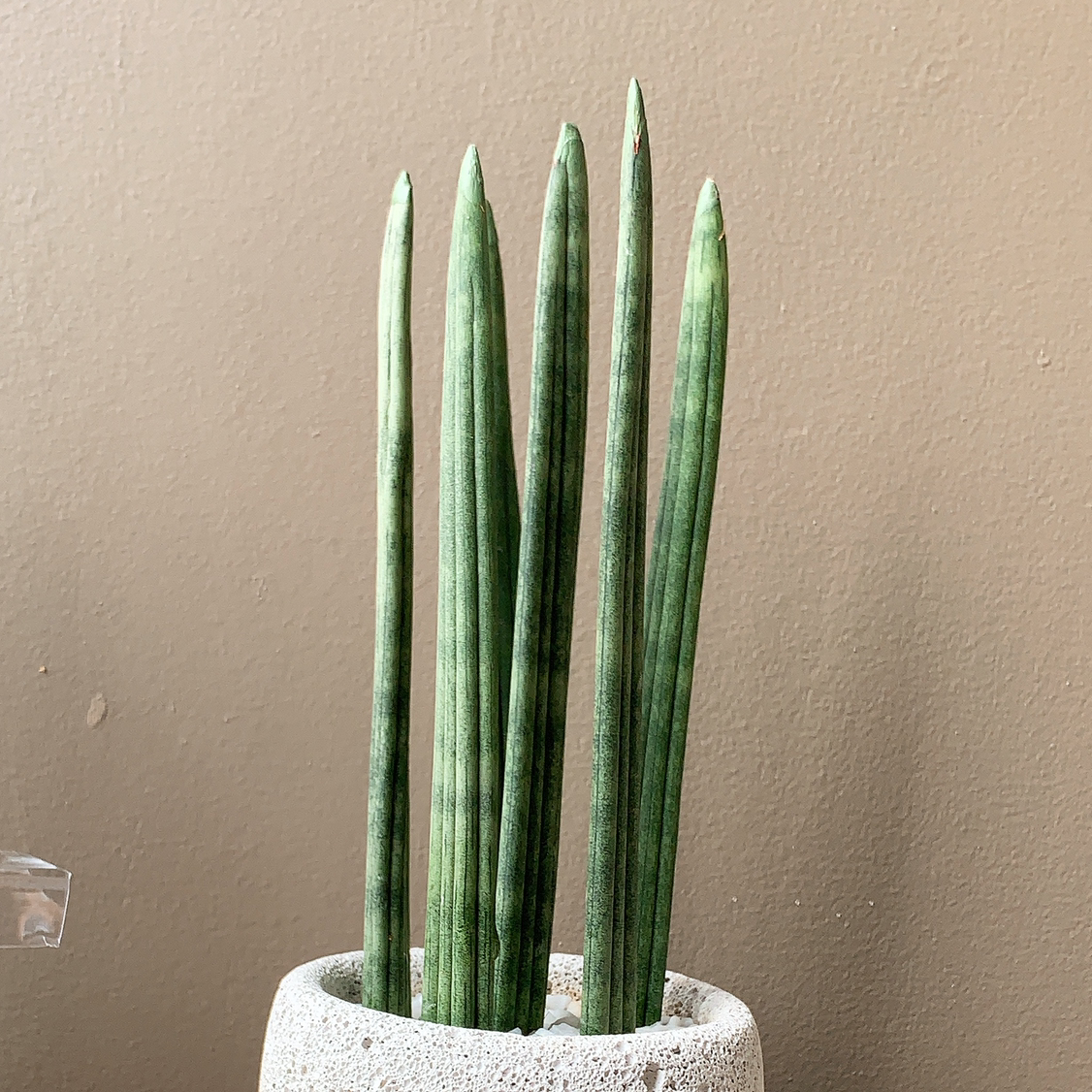 What Are The Bugs on My Cylindrical Snake Plant? 🐛