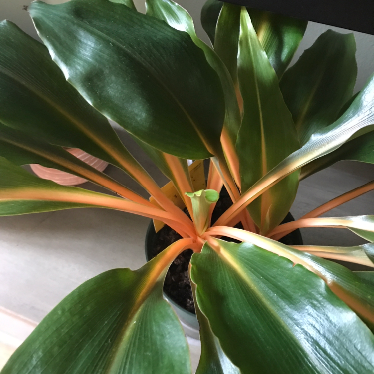 Propagating Your Cabbage Tree: Step-by-Step Guide