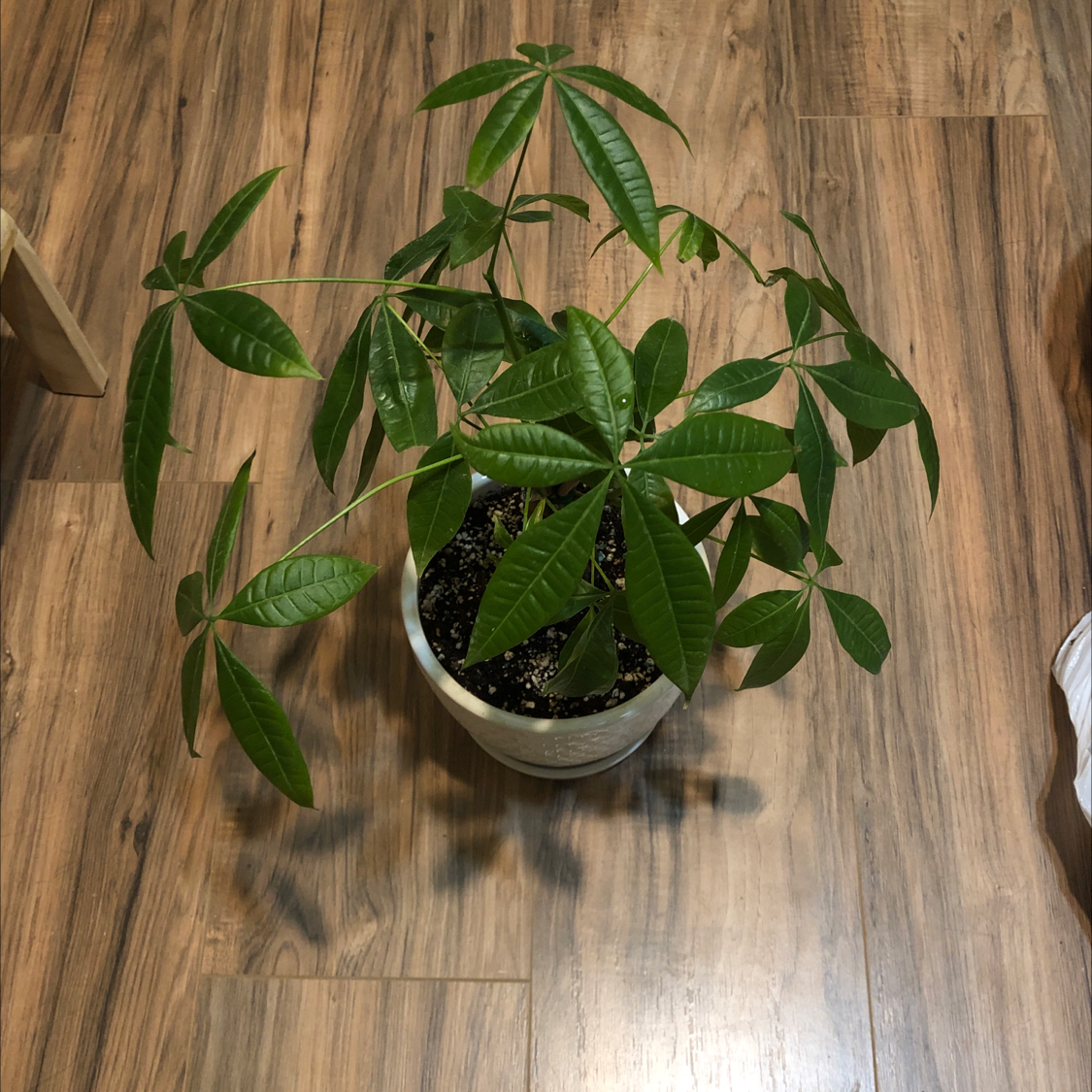 💰 Light Requirements For Your Money Tree