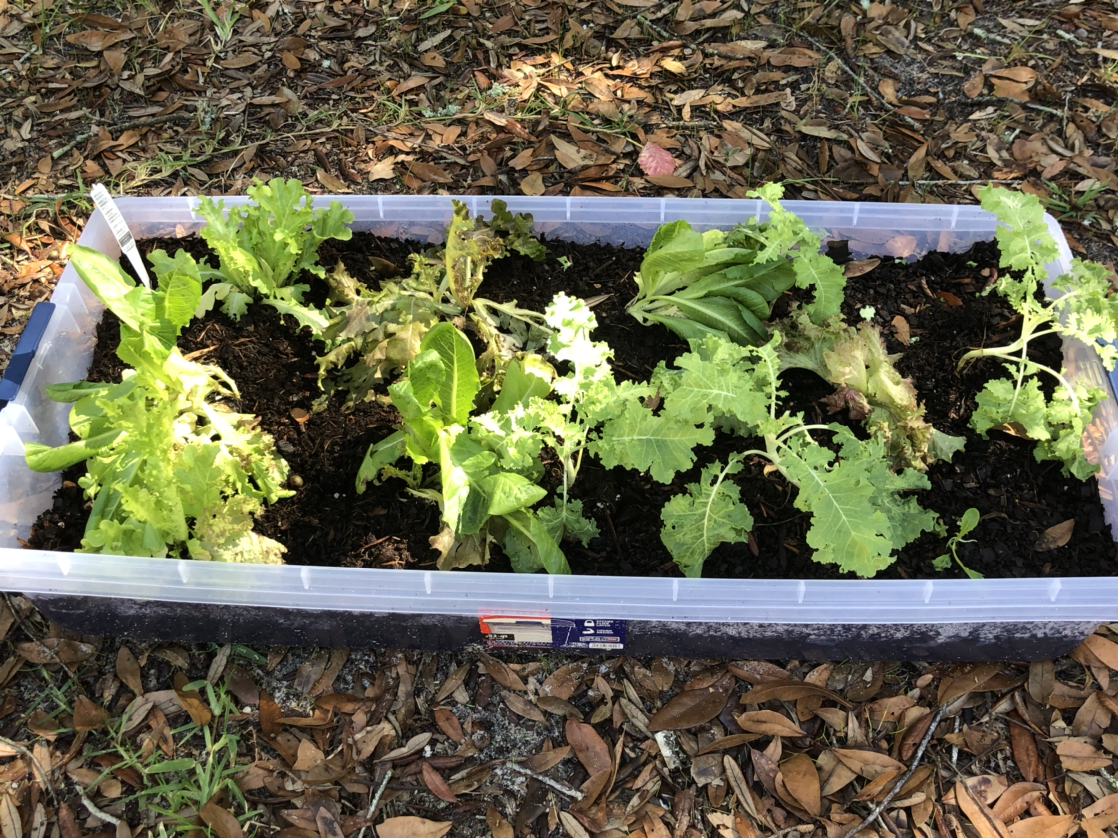 Why Are My Wild Cabbage Leaves Falling Over?