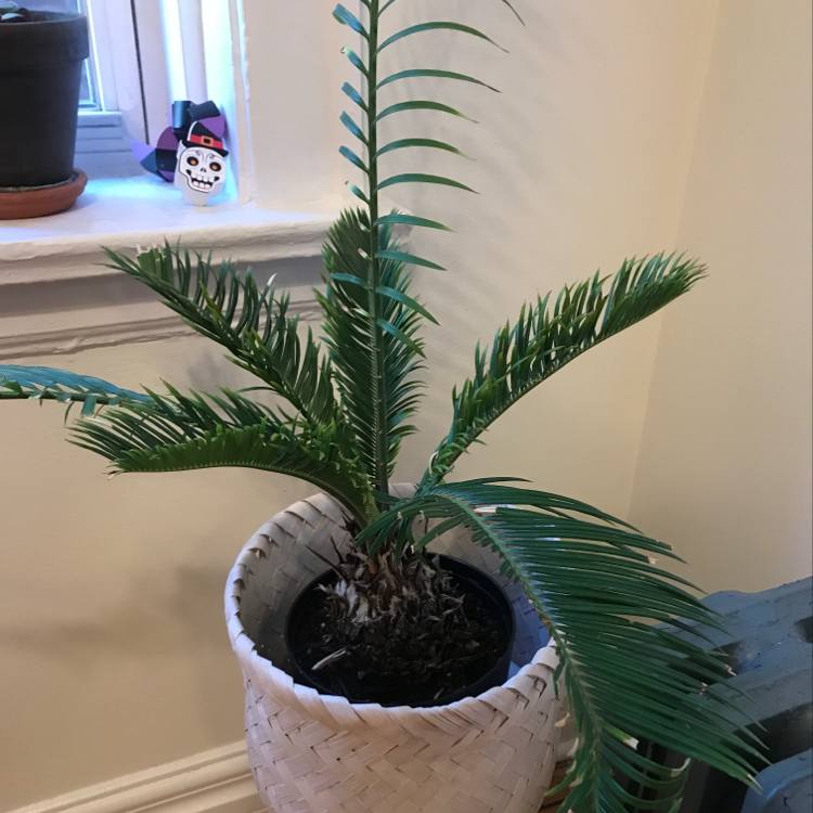 🌡 What Is A Good Temperature Range For My Sago Palm?