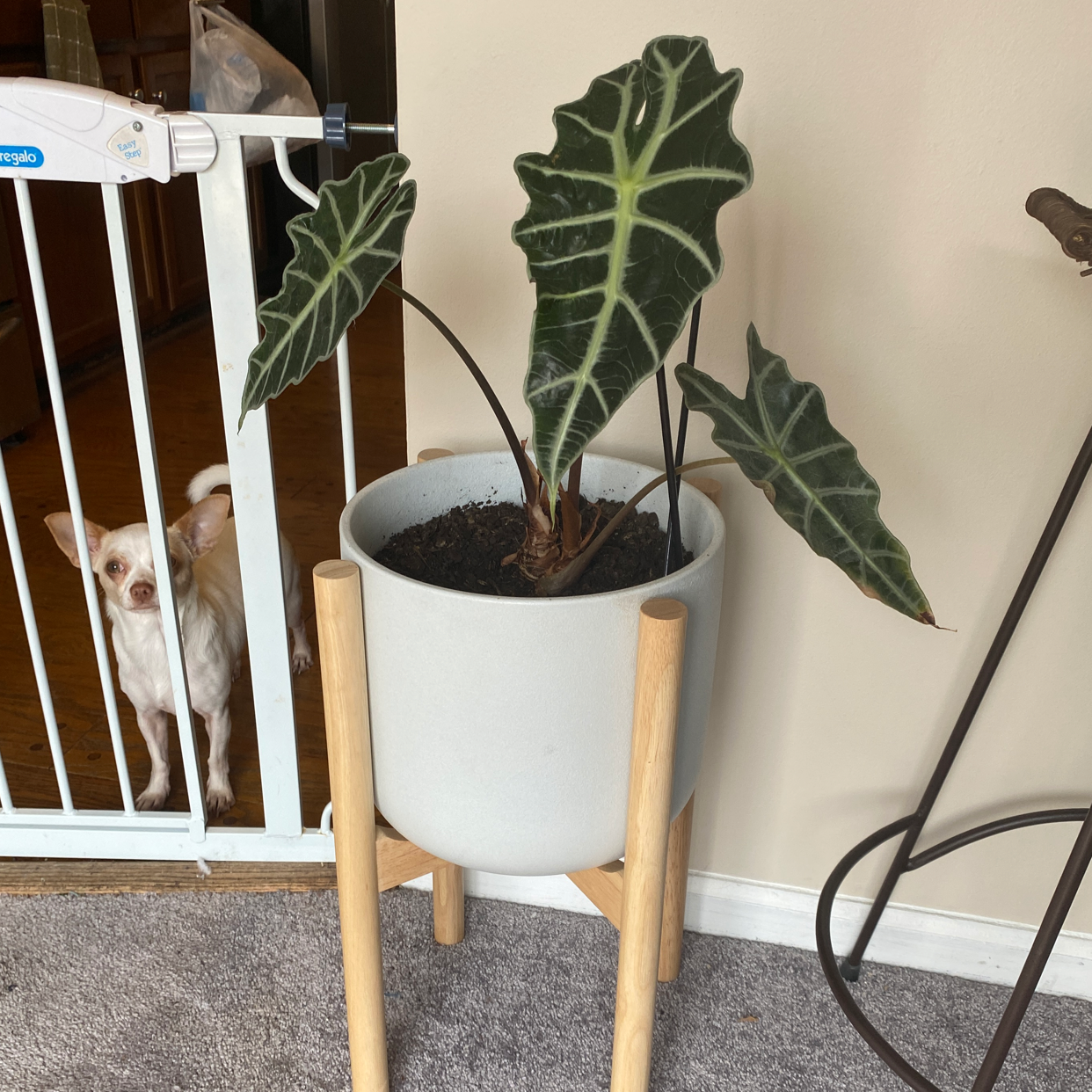 Alocasia Polly Plant - Fertilizing 101