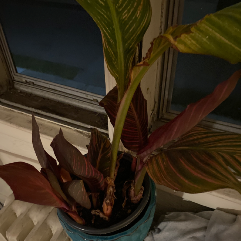 💧 How Much Humidity Does My Canna Lily Need?