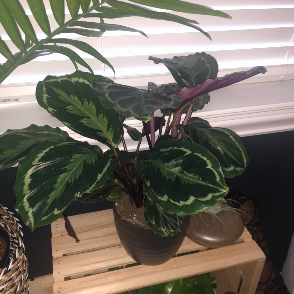 💧 Why Are My Rose Calathea Leaves Droopy?