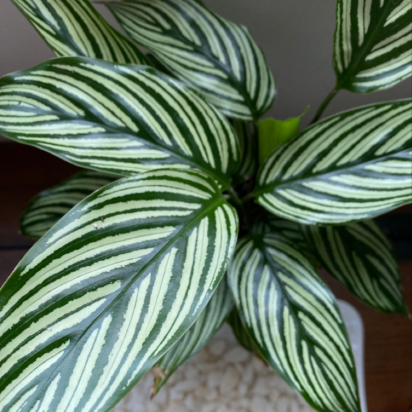 Your Pinstripe Calathea's Light Needs