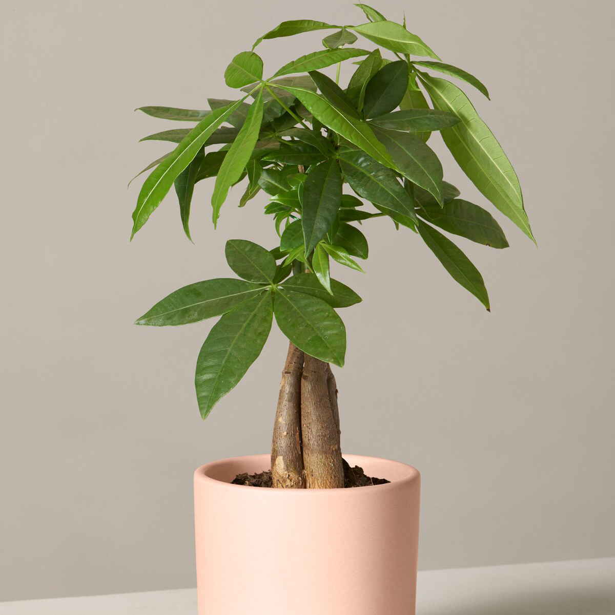 Propagating Money Tree: The Ultimate Guide 💰