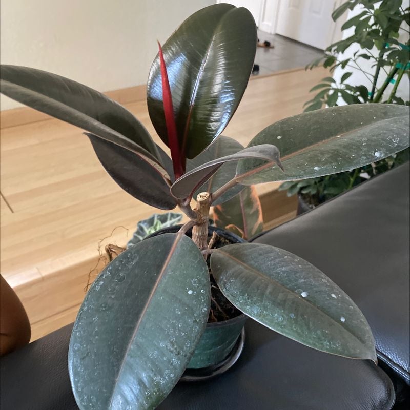 💧 How Much Humidity Does My Rubber Plant Need?