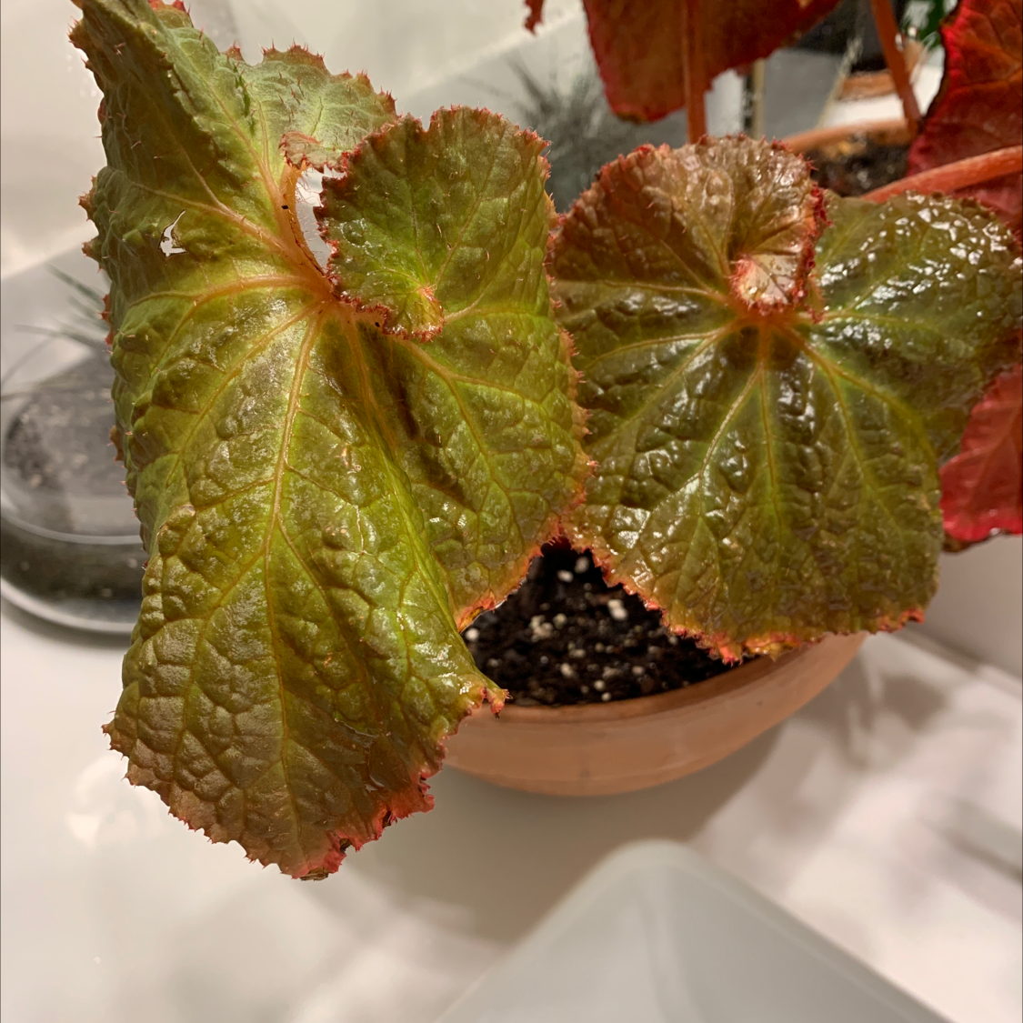 Why Are There Brown Spots on My Tuberous Begonia Leaves?