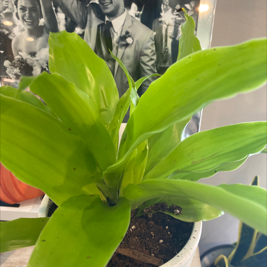 Symbolism and Benefits of the Chain Plant