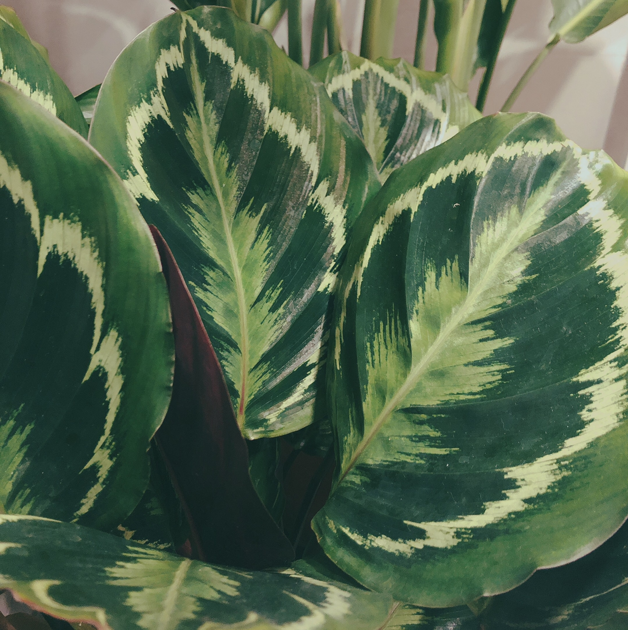 Best Soil Potting Mix for Rose Calathea