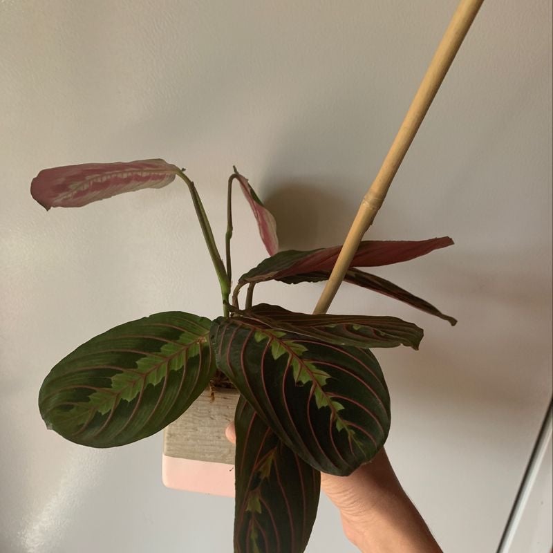 Common Red Prayer Plant Problems