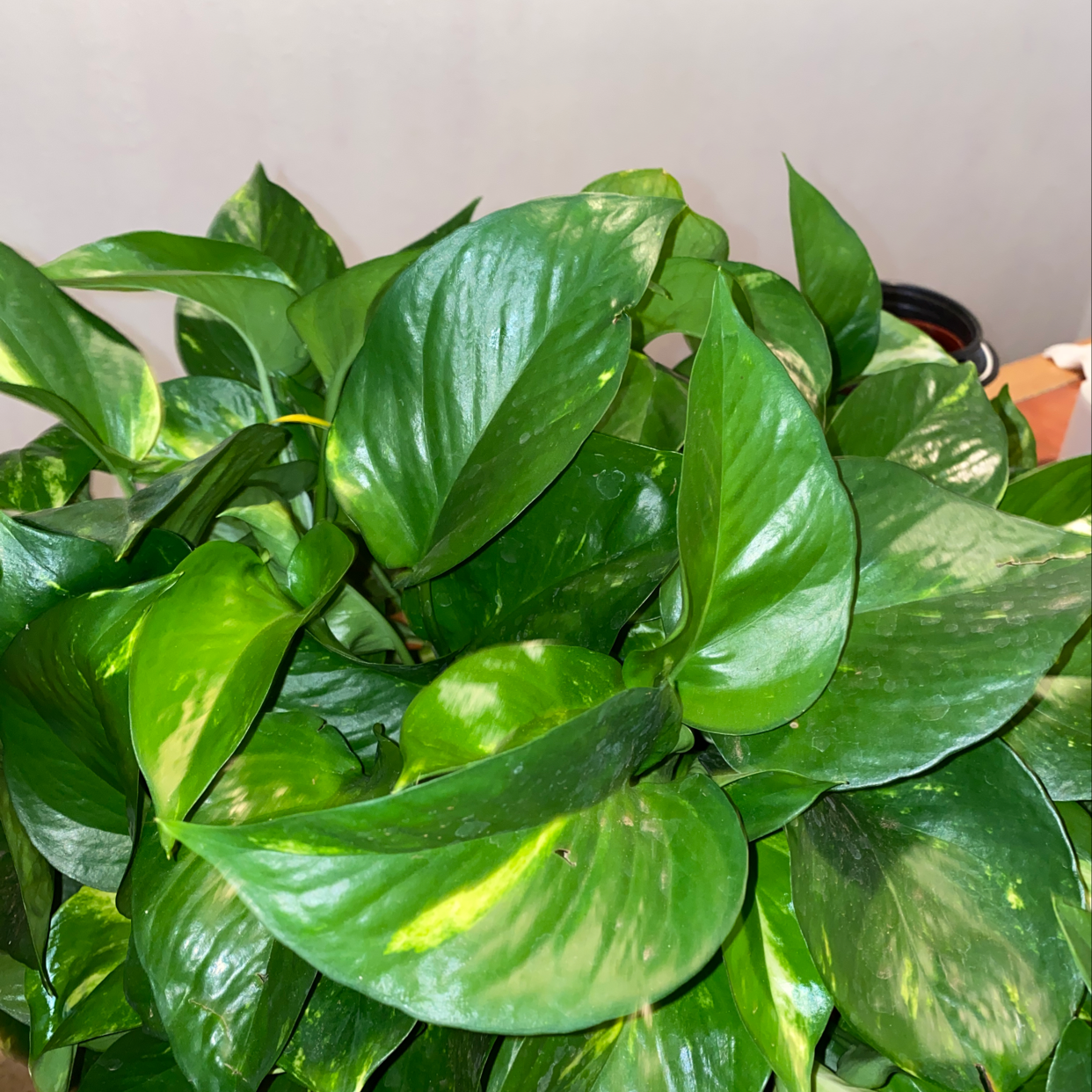 How Much Humidity Does My Jade Pothos Need?