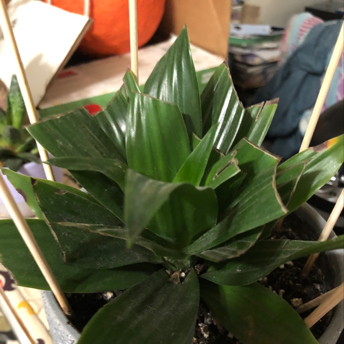Why Are My Dracaena 'janet Craig Compacta' Leaves Mushy?
