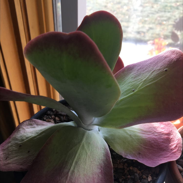 How To Get A Flapjacks To Bloom