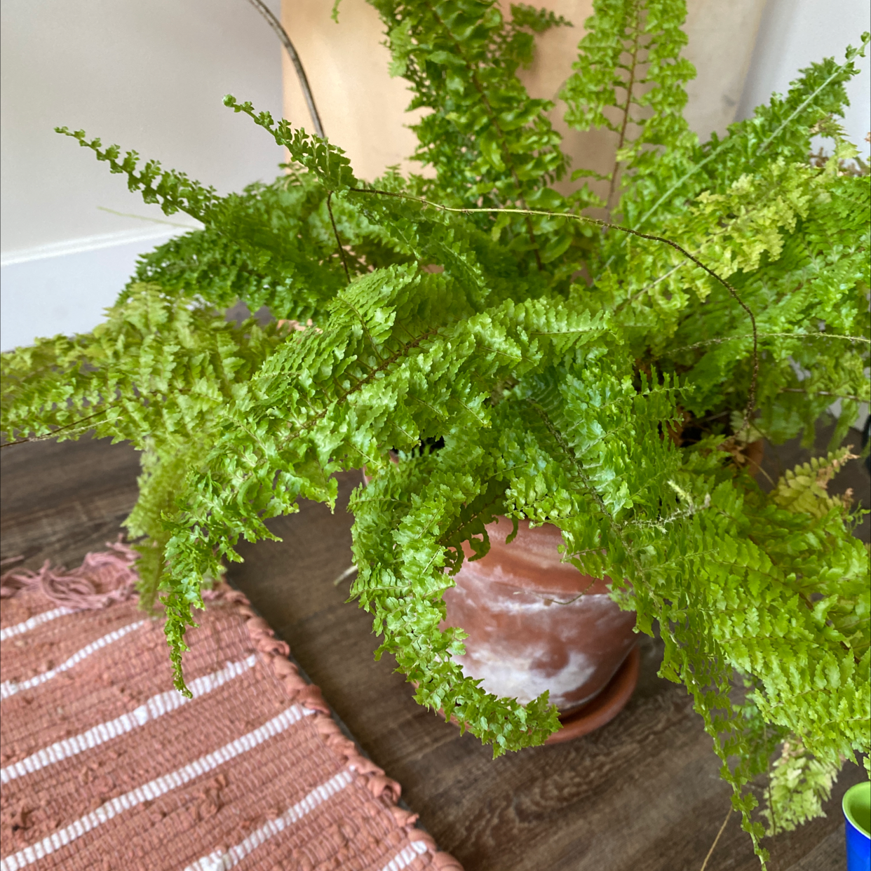 What To Do About Bugs on My Boston Fern? 🐛