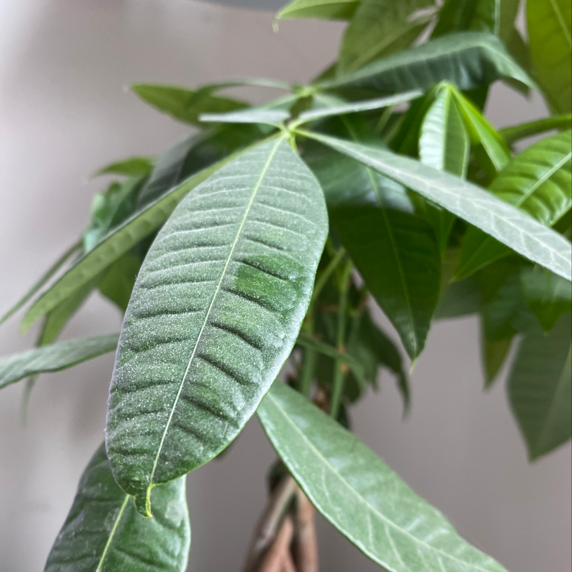 💰 How Much Humidity Does My Money Tree Need?