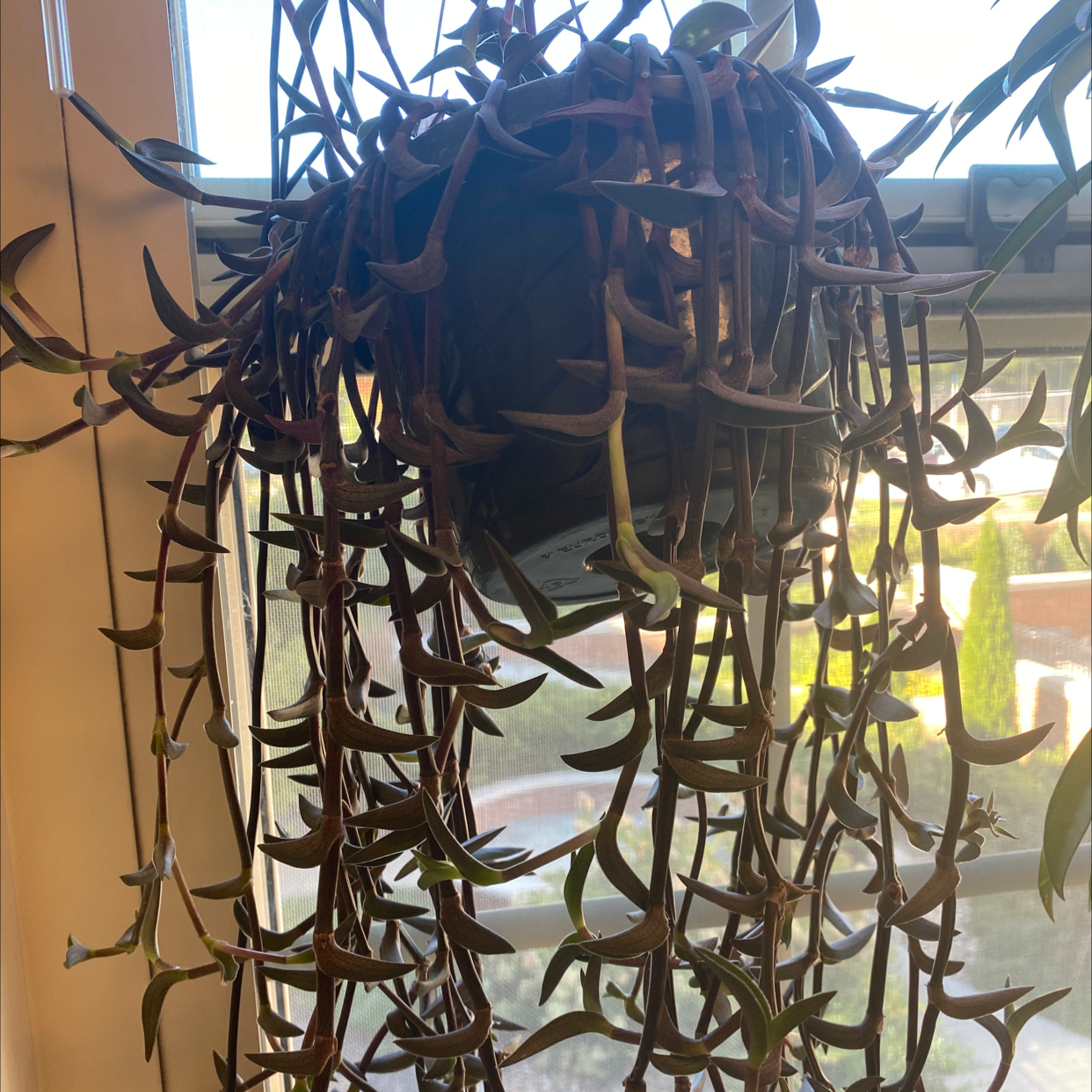 What Are The Bugs on My String of Bananas? 🐛