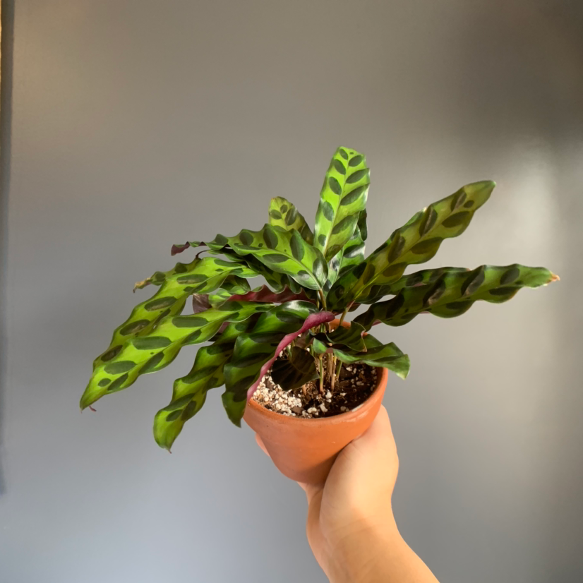 What To Do About 🐍 Rattlesnake Plant Leaves Curling