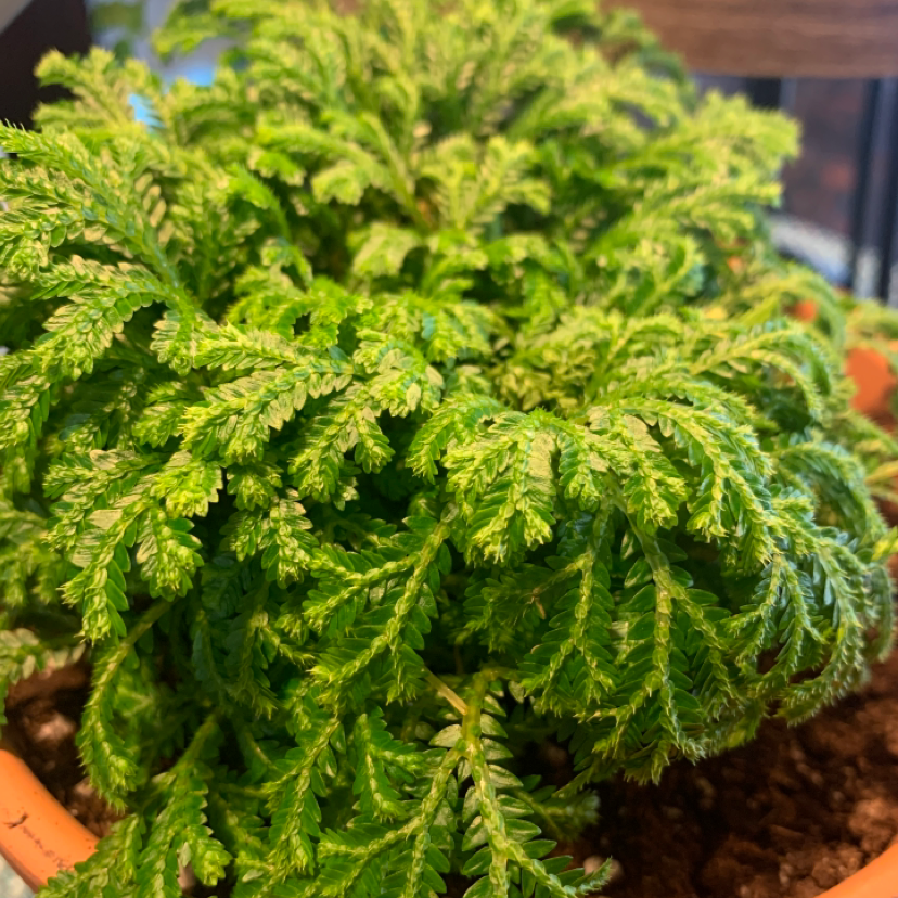 💧 Why Are My Club Moss Leaves Droopy?