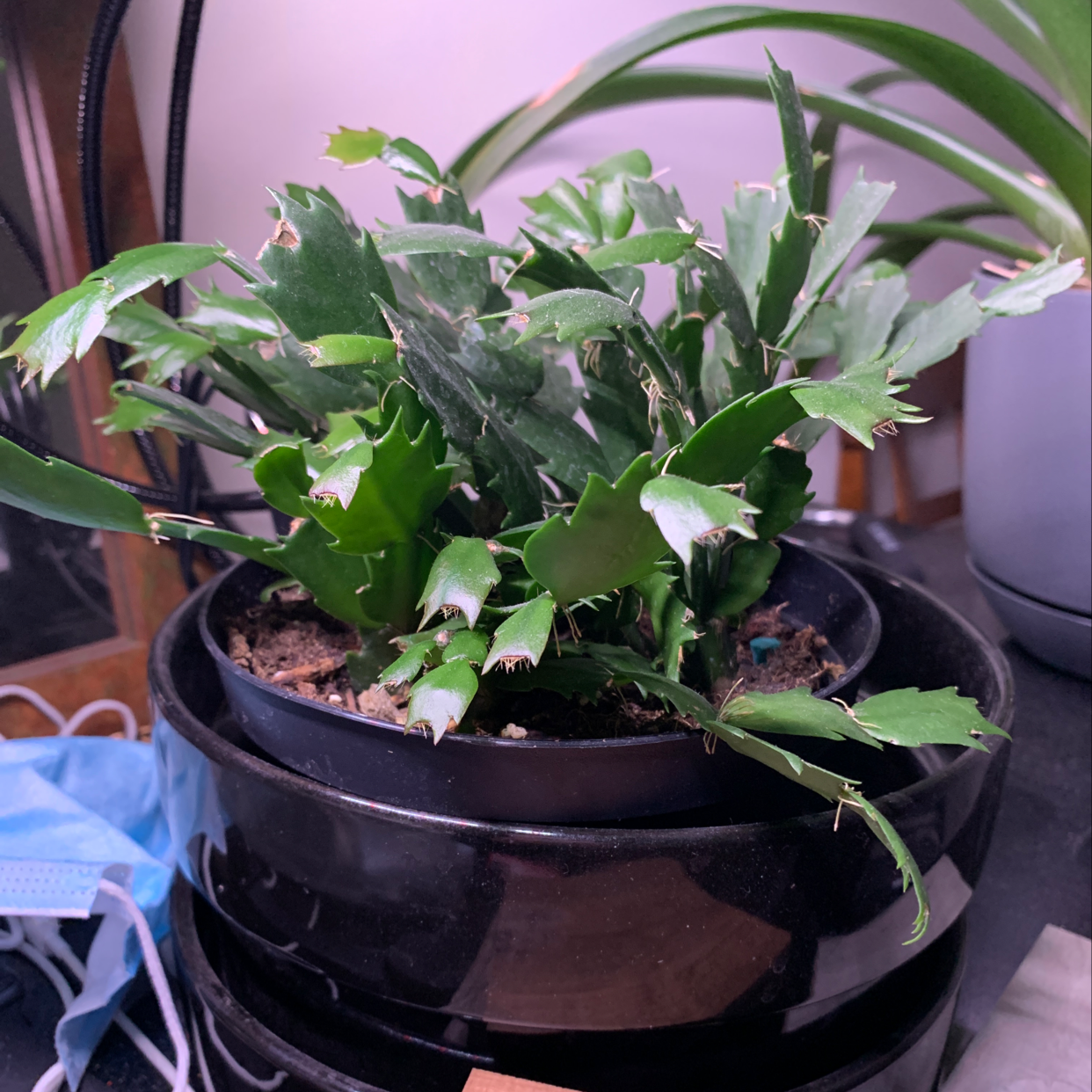 Why Are There Brown Spots on My False Christmas Cactus?