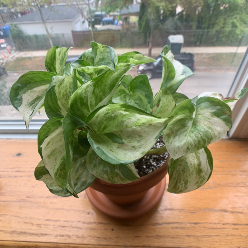 Light Requirements For My Jade Pothos