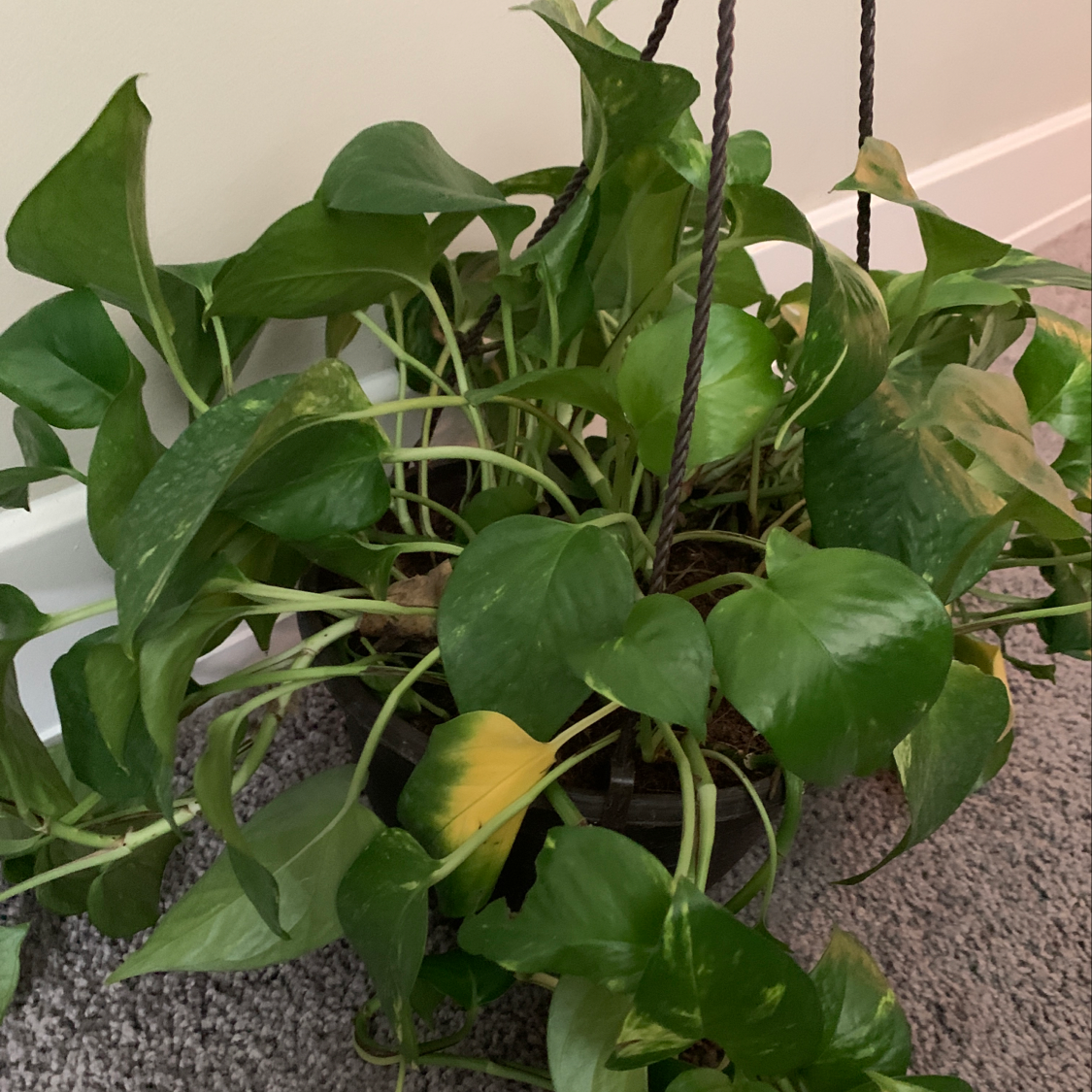 The Complete Kit Kat Or Firefly begonia Plant Care Guide: Water, Light ...