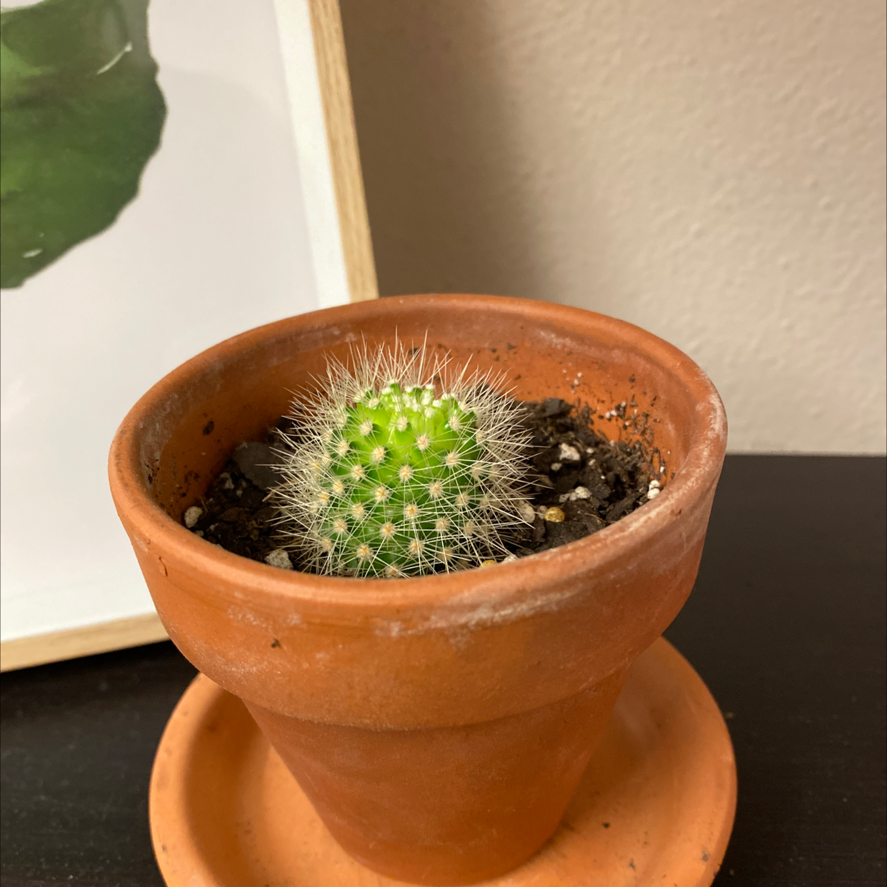 How to Propagate Your Lady Finger Cactus
