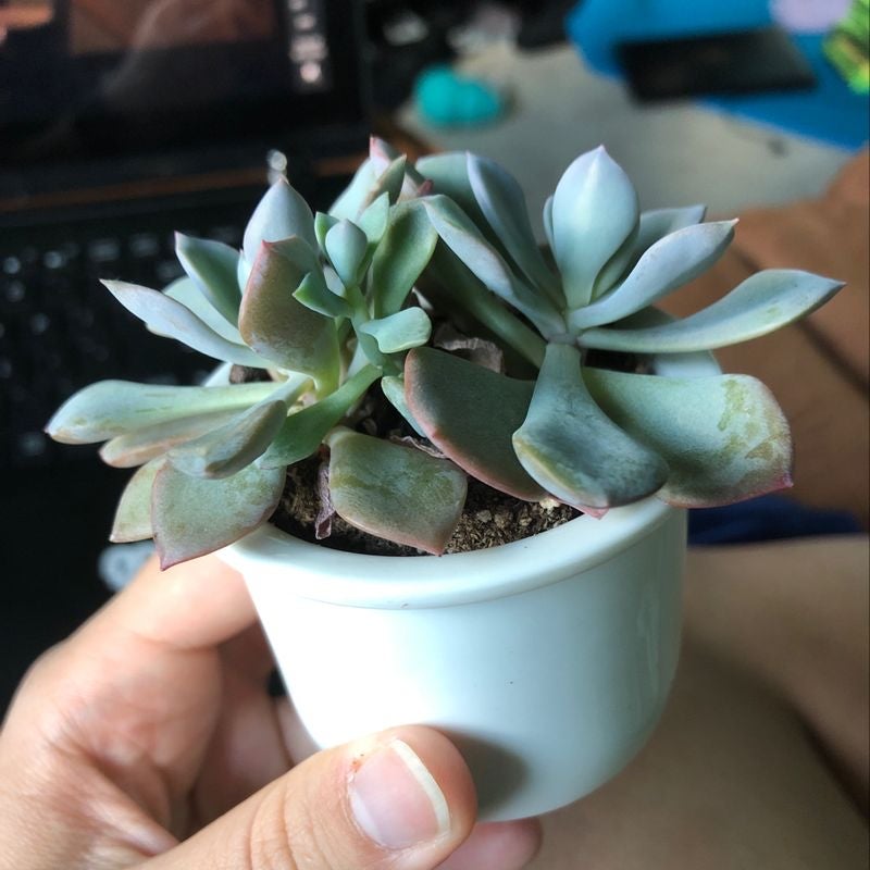 Pearl Echeveria Soil 🌵