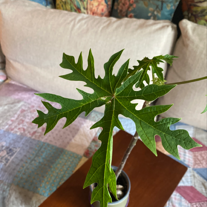 Propagating Your Papaya: Step-by-Step Guide
